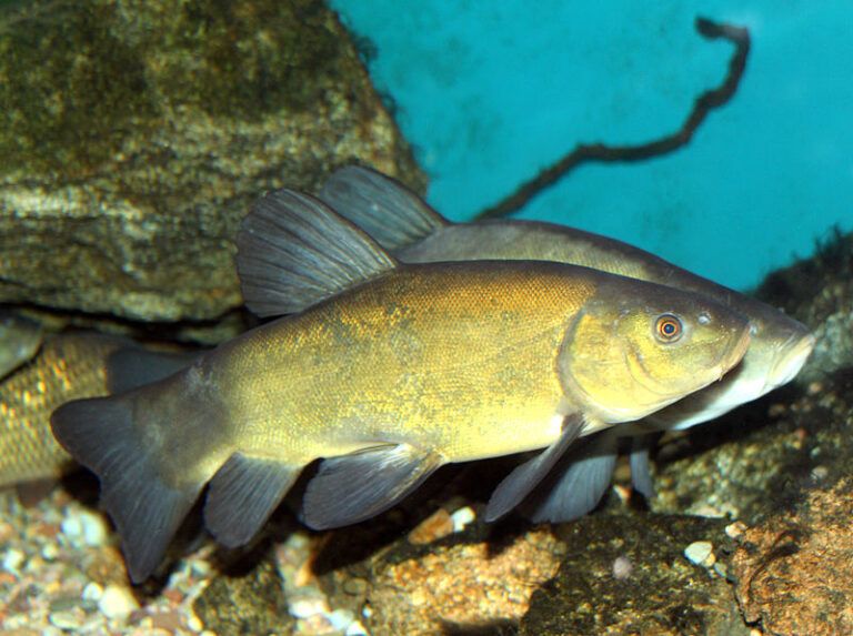 České ryby: České ryby